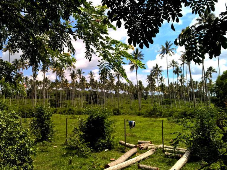 Zanzibar Island - Serengeti Wildlife Safaris